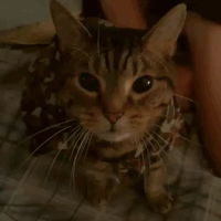 Camo GIFs - Get the best gif on GIFER