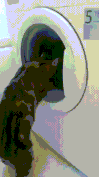 Laundry GIFs - Get the best gif on GIFER
