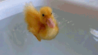 Duck GIFs - Get the best gif on GIFER
