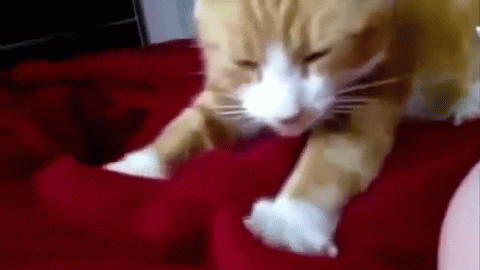 Purr GIFs - Get the best gif on GIFER