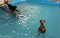 Piscina GIFs - Get the best gif on GIFER