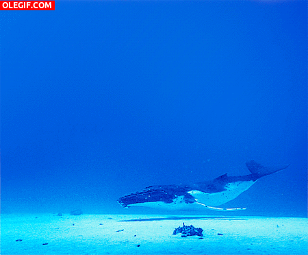 Ballena GIFs - Get the best gif on GIFER