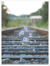 Flowers GIFs - Get the best gif on GIFER