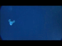 Squid GIFs - Get the best gif on GIFER