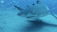 Shark GIFs - Get the best gif on GIFER