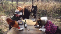 Picnic GIFs - Get the best gif on GIFER