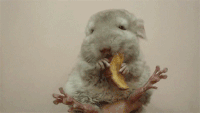 Mouse GIFs - Get the best gif on GIFER