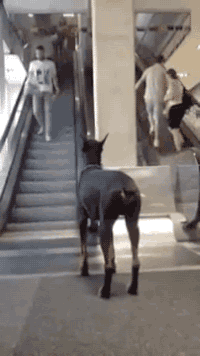 Doberman pinscher GIFs - Get the best gif on GIFER