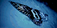 Luxury GIFs - Get the best gif on GIFER