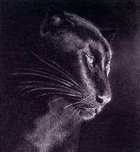 Panther GIFs - Get the best gif on GIFER