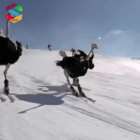 Flocking GIFs - Get the best gif on GIFER