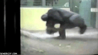 Chimpanzee GIFs - Get the best gif on GIFER