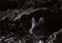 Codex GIFs - Get the best gif on GIFER