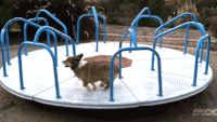 Carrusel GIFs - Get the best gif on GIFER