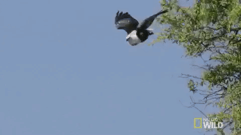 Swoop GIFs - Get the best gif on GIFER