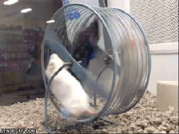 Mousewheel GIFs - Get the best gif on GIFER