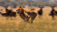 Hunting GIFs - Get the best gif on GIFER