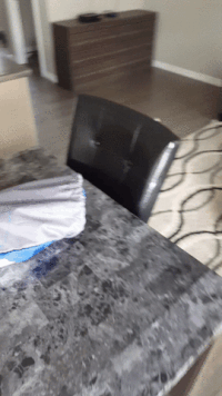 Bag cat GIFs - Get the best gif on GIFER