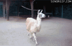 Slant GIFs - Get the best gif on GIFER