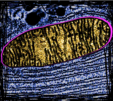 Microconidia GIFs - Get the best gif on GIFER