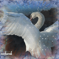 Swan GIFs - Get the best gif on GIFER