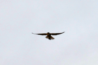 Kes GIFs - Get the best gif on GIFER