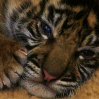 Cub GIFs - Get the best gif on GIFER