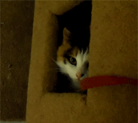 Calico GIFs - Get the best gif on GIFER