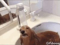 Refreshing GIFs - Get the best gif on GIFER