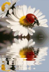 Insect GIFs - Get the best gif on GIFER