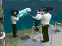 Mariachis GIFs - Get the best gif on GIFER
