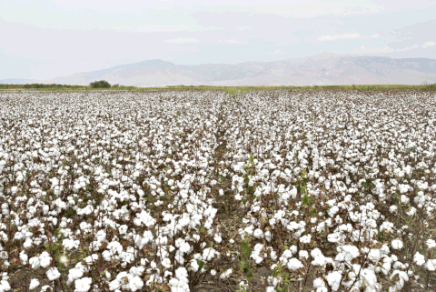 Cotton GIFs - Get the best gif on GIFER