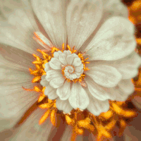 Pollination GIFs - Get the best gif on GIFER