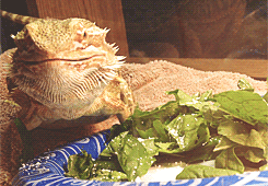 Krogan the dragon GIF - Conseguir o melhor gif em GIFER