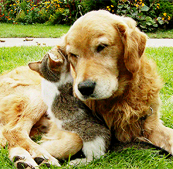 Bless that dog so much GIF - Conseguir o melhor gif em GIFER
