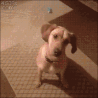 Back GIFs - Get the best gif on GIFER