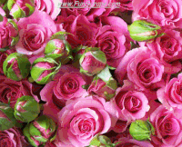 Bouquet GIFs - Get the best gif on GIFER