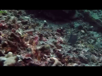 Prey GIFs - Get the best gif on GIFER