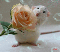 Rat GIFs - Get the best gif on GIFER