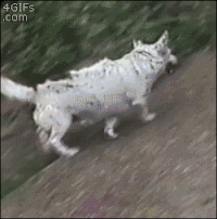 Scratching GIFs - Get the best gif on GIFER