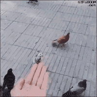 Pigeon GIFs - Get the best gif on GIFER