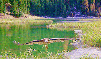 Hunting GIFs - Get the best gif on GIFER