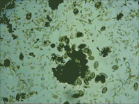 Bacteria GIFs - Get the best gif on GIFER