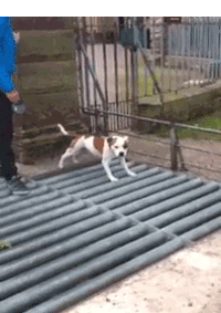 Cattle GIFs - Get the best gif on GIFER