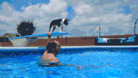 Diving GIFs - Get the best gif on GIFER