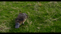 Platypus GIFs - Get the best gif on GIFER
