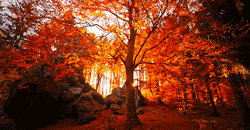 Seasons change GIF - Conseguir el mejor gif en GIFER