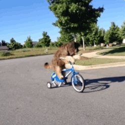Ride GIFs - Get the best gif on GIFER