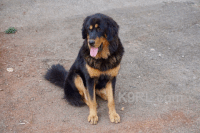 Tibet GIFs - Get the best gif on GIFER