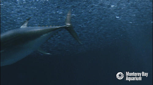 Tuna GIFs - Get the best gif on GIFER